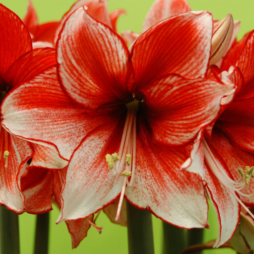 Amaryllis (Hippeastrum X Hortorum) Plant Care & How to Grow, Water