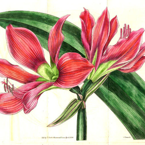 Amaryllis (Hippeastrum) Plant Care & How to Grow, Water