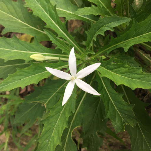 Star Of Bethlehem (Hippobroma Longiflora) Plant Care & How to Grow, Water