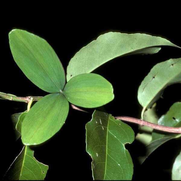 Medicine Vine (Hippocratea Volubilis) Care Guide: Water, Soil ...
