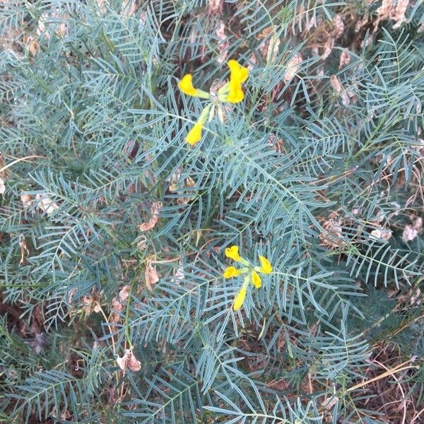 Hippocrepis Balearica Plant Care & How to Grow, Water