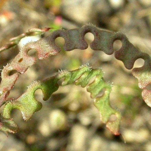 Lesser Horseshoe Vetch (Hippocrepis Ciliata) Plant Care & How to Grow ...