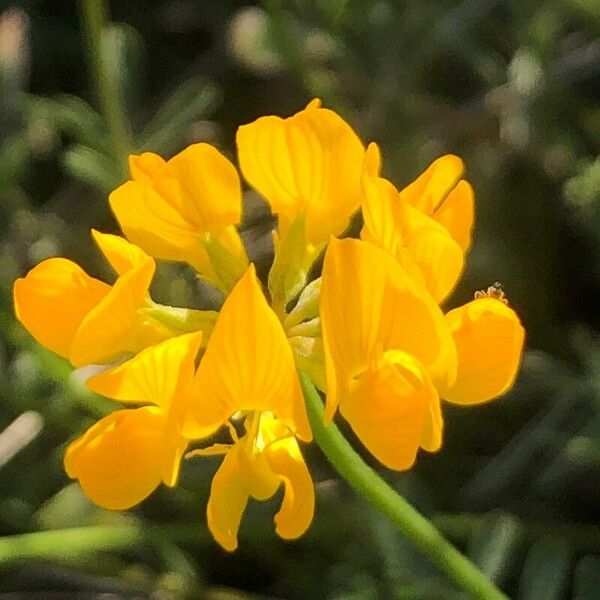 Hippocrepis (Hippocrepis Commutata) Care Guide: Water, Soil ...