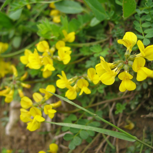 Horseshoe Vetch (Hippocrepis Comosa) Plant Care & How to Grow, Water