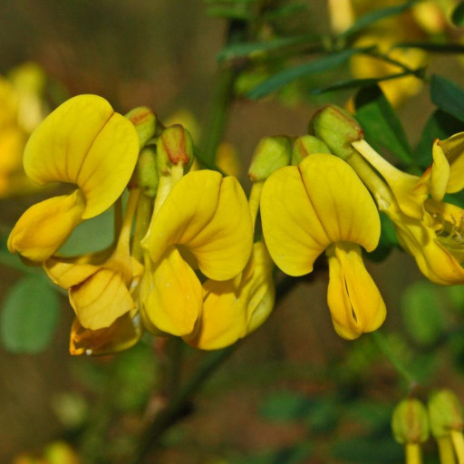 Scorpion Senna (Hippocrepis Emerus) Plant Care & How to Grow, Water