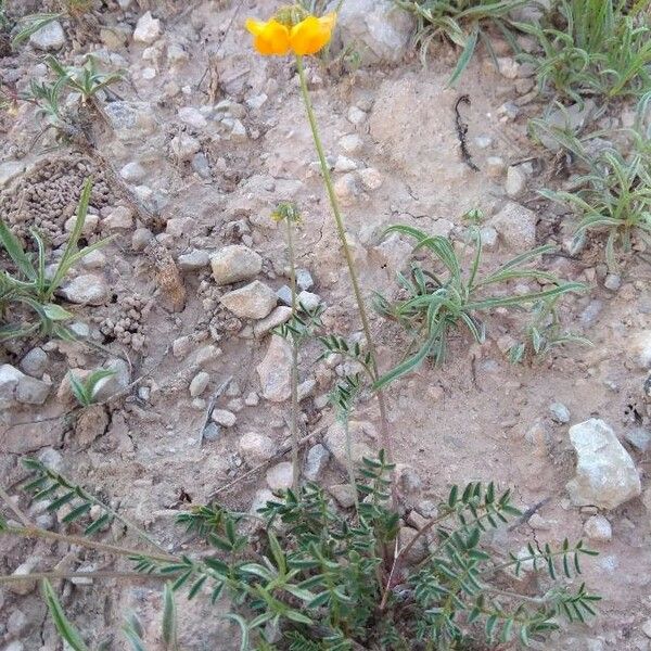 Hippocrepis Scorpioides Care Guide: Water, Soil & Propagation - Plantiary