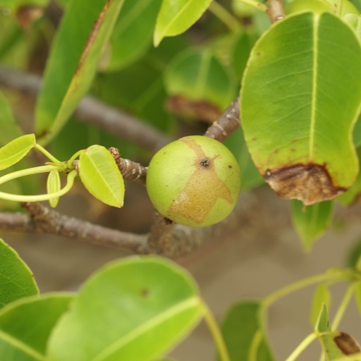 Manchineel (Hippomane Mancinella) Plant Care & How to Grow, Water