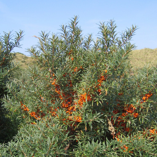 Sea-Buckthorn (Hippophae Rhamnoides) Plant Care & How to Grow, Water