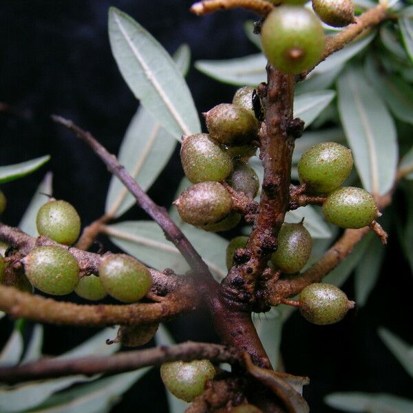 Willow-Leaved Sea Buckthorn (Hippophae Salicifolia) Plant Care & How to ...