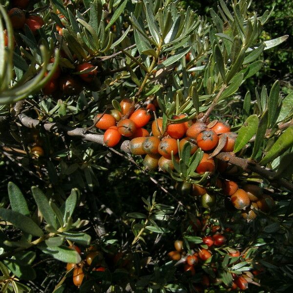 Hippophae Tibetana Plant Care & How to Grow, Water