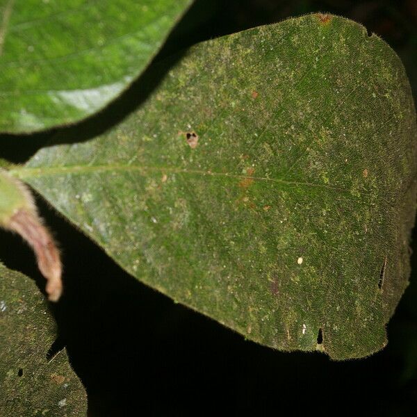 Hippotis Panamensis Care Guide: Water, Soil & Propagation - Plantiary