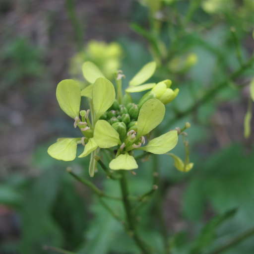 Shortpod Mustard (Hirschfeldia Incana) Care Guide: Water, Soil ...