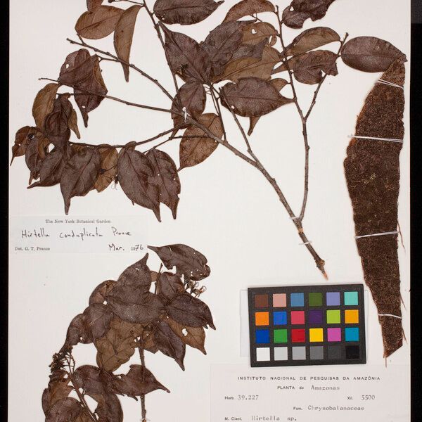 Hirtella Conduplicata Care Guide: Water, Soil & Propagation - Plantiary
