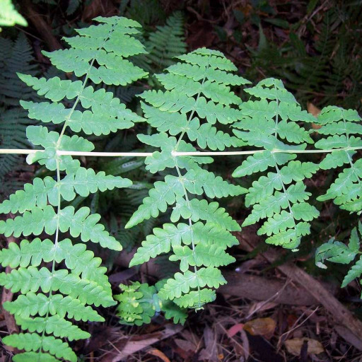 Batwing Fern (Histiopteris Incisa) Plant Care & How to Grow, Water