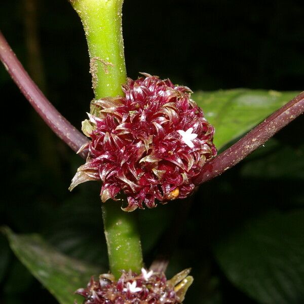 Hoffmannia Congesta Care Guide: Water, Soil & Propagation - Plantiary