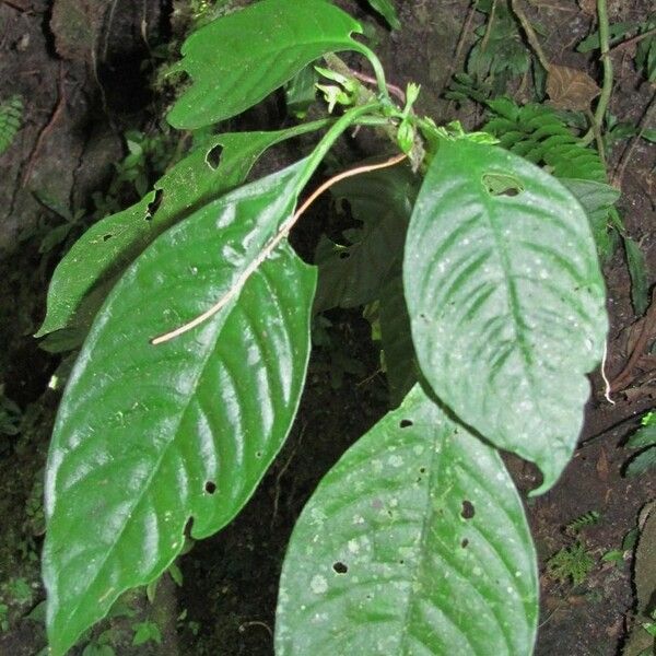 Hoffmannia Viridis Care Guide: Water, Soil & Propagation - Plantiary