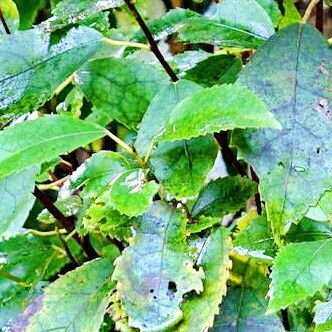 Lacebark (Hoheria Populnea) Care Guide: Water, Soil & Propagation ...
