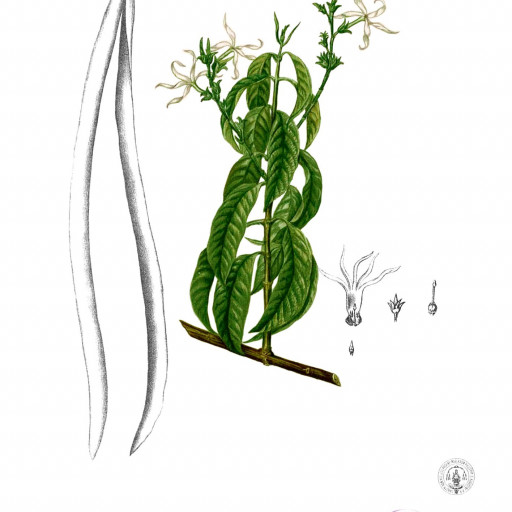 Feverpod (Holarrhena Pubescens) Plant Care & How to Grow, Water