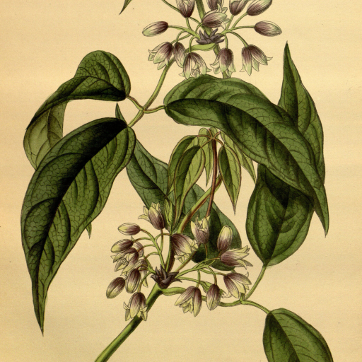 Ritak Sausage Vine (Holboellia Latifolia) Plant Care & How to Grow, Water