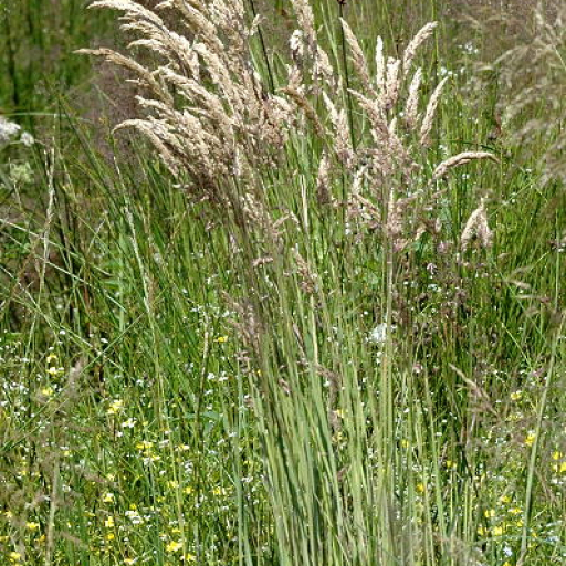 German Velvet Grass (Holcus Mollis) Plant Care & How to Grow, Water