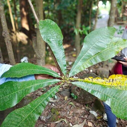 Holigarna Arnottiana Plant Care & How to Grow, Water