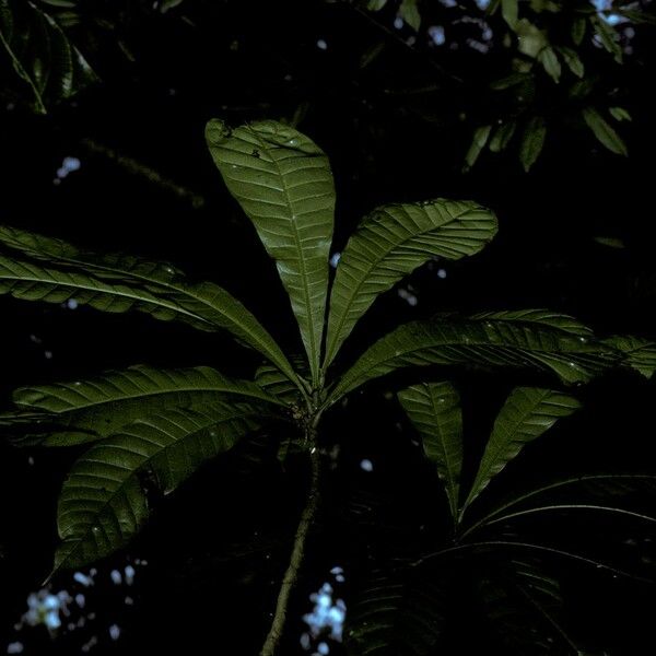 Holigarna Ferruginea Care Guide: Water, Soil & Propagation - Plantiary