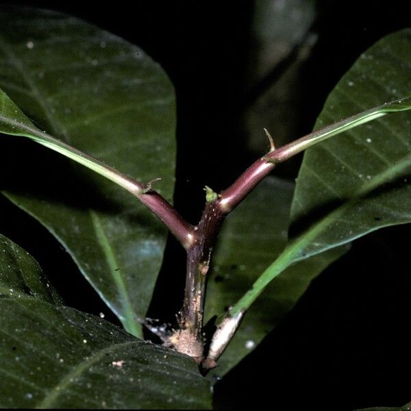 Holigarna Nigra Plant Care & How to Grow, Water