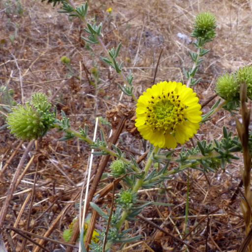 Santa Cruz Tarplant (Holocarpha Macradenia) Care Guide: Water, Soil ...
