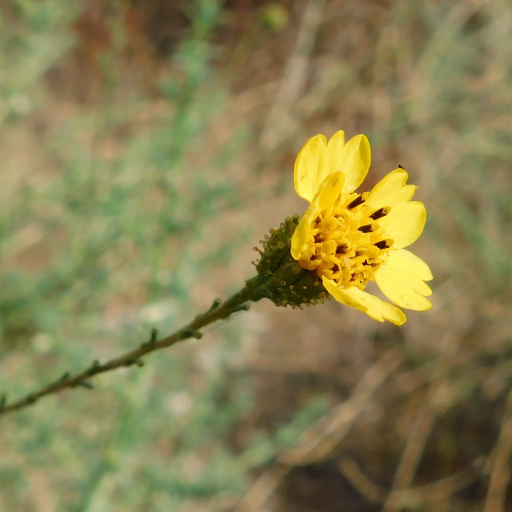 Yellowflower Tarweed (Holocarpha Virgata) Plant Care & How to Grow, Water