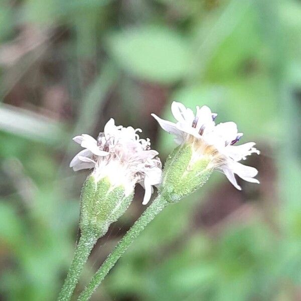Holocheilus Hieracioides Care Guide: Water, Soil & Propagation - Plantiary