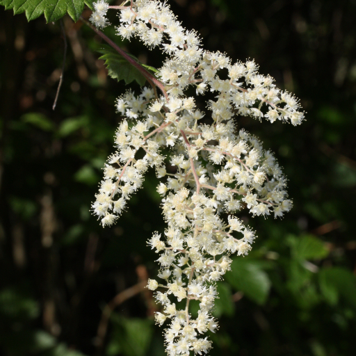 Creambush (Holodiscus Discolor) Plant Care & How to Grow, Water