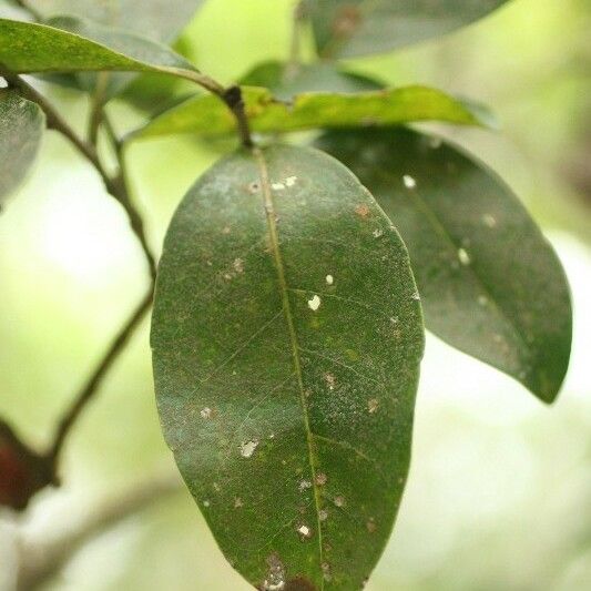 Homalium Paniculatum Care Guide: Water, Soil & Propagation - Plantiary
