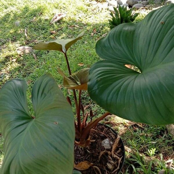 Flat Moon (Homalomena Occulta) Plant Care & How to Grow, Water