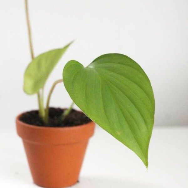 Maggie (Homalomena Rubescens) Plant Care & How to Grow, Water