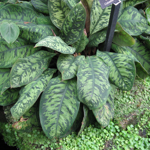 Homalomena Wallisii Plant Care & How to Grow, Water