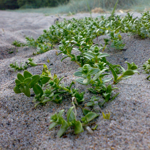 Sea Sandwort (Honckenya Peploides) Plant Care & How to Grow, Water