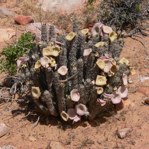 Ghaap (Hoodia Gordonii) Care Guide: Water, Soil & Propagation - Plantiary