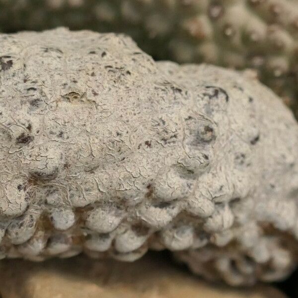 Hoodia Pedicellata Care Guide: Water, Soil & Propagation - Plantiary