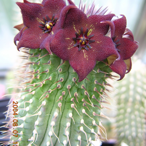 Hoodia Ruschii Plant Care & How to Grow, Water