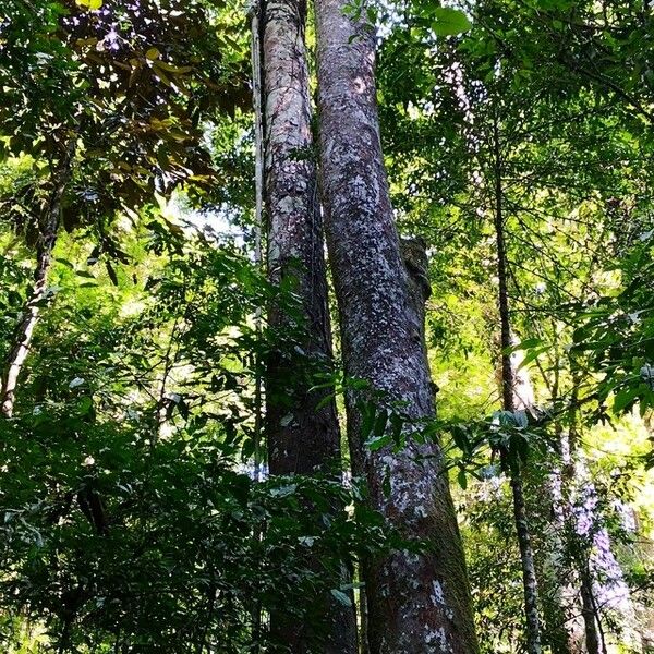 Hopea Chinensis Plant Care & How to Grow, Water