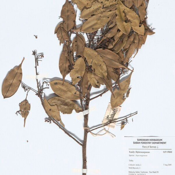 Hopea Mengarawan Plant Care & How to Grow, Water