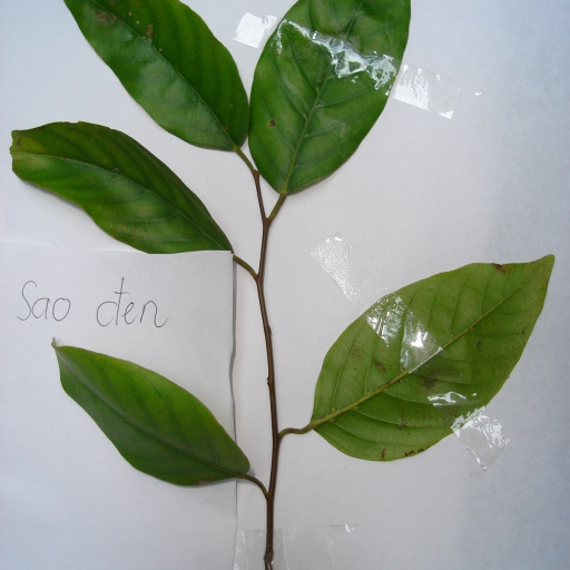 Chengal Pasir, Merawan Siput Jantan (Hopea Odorata) Plant Care & How to ...