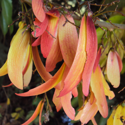 Kambakam (Hopea Ponga) Plant Care & How to Grow, Water