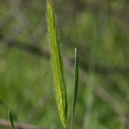 Meadow Barley (Hordeum Brachyantherum) Plant Care & How to Grow, Water