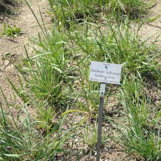 Bulbous Barley (Hordeum Bulbosum) Plant Care & How to Grow, Water