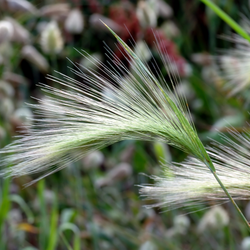 Foxtail Barley (Hordeum Jubatum) Care Guide: Water, Soil & Propagation ...