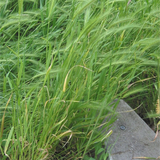 Wall Barley (Hordeum Murinum) Plant Care & How to Grow, Water