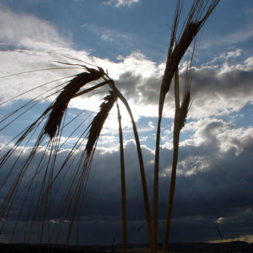 Barley (Hordeum Vulgare) Plant Care & How to Grow, Water