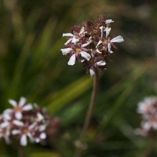 Blue Fescue (Festuca Glauca) Plant Care & How to Grow, Water