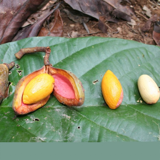 Ramtamul (Horsfieldia Kingii) Plant Care & How to Grow, Water